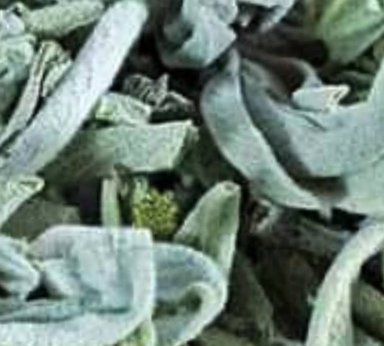 Death Begins in the Intestines! Why Die If You Have This Plant ...