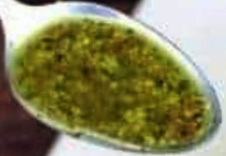 The Most Effective Colon Cleanse: Just One Tablespoon Before Bed ...